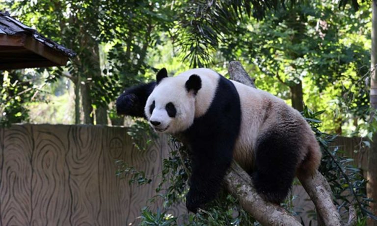 dev-panda-Gong-Gong,-ağaçta-dinleniyor – Çin Kültür Merkezi