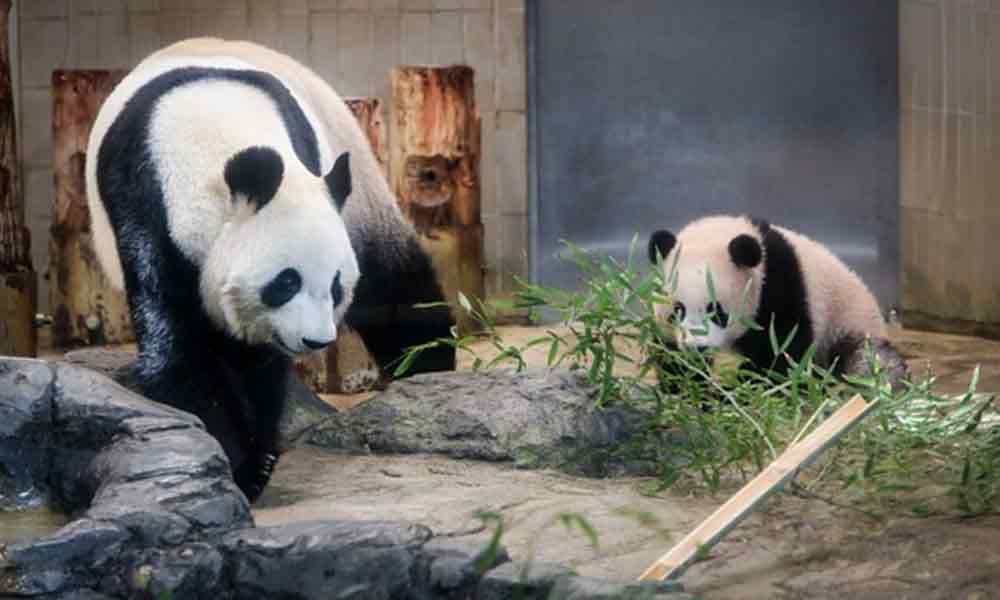 Dev Panda Xiang Xiang’ın Çin’e iadesi Kovid-19 yüzünden yine ertelendi ...