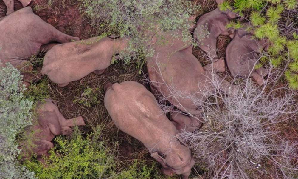 Çin’de göç halindeki fil sürüsü molaya devam ediyor – Çin Kültür Merkezi