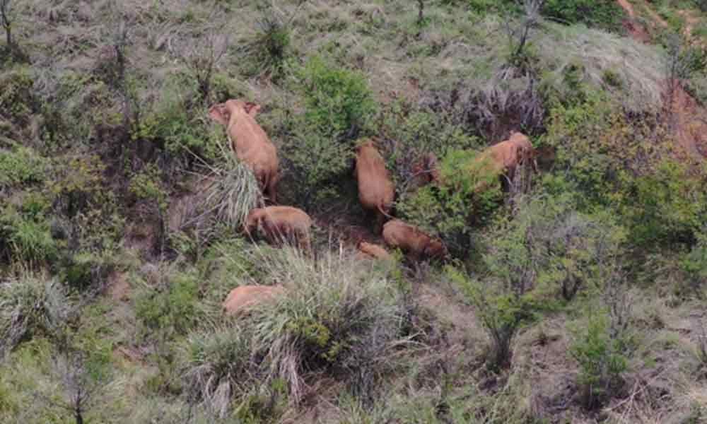 Çin’de göç halindeki vahşi Asya fili sürüsü güneye dönme eğiliminde ...