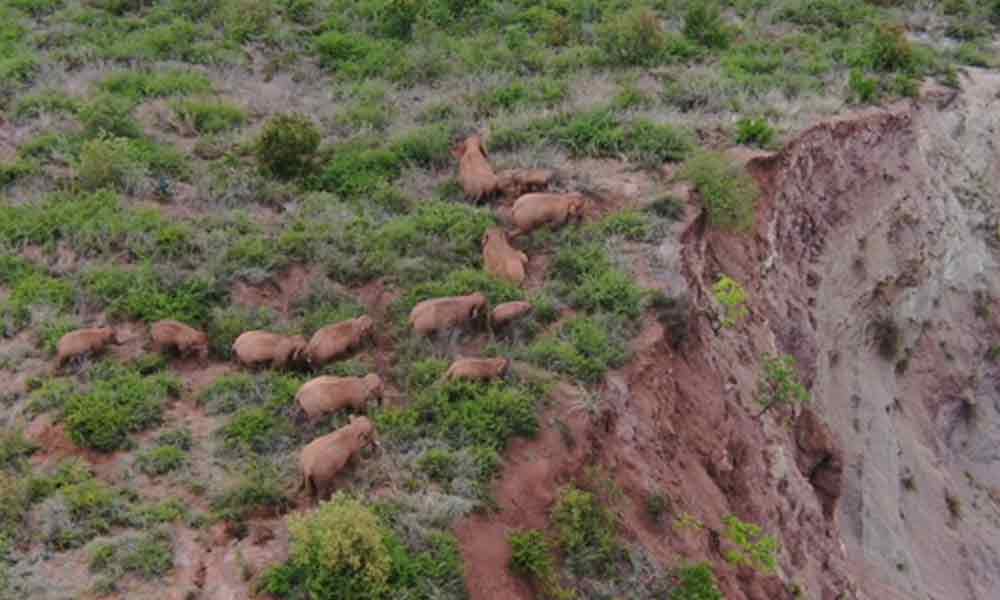 Çin’de göç halindeki vahşi Asya fili sürüsü güneye dönme eğiliminde ...
