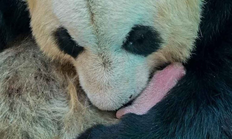 Su-Shan-adlı-dev-panda-yeni-doğan-ikiz-yavrularından-dünyaya-ilk-geleni ...
