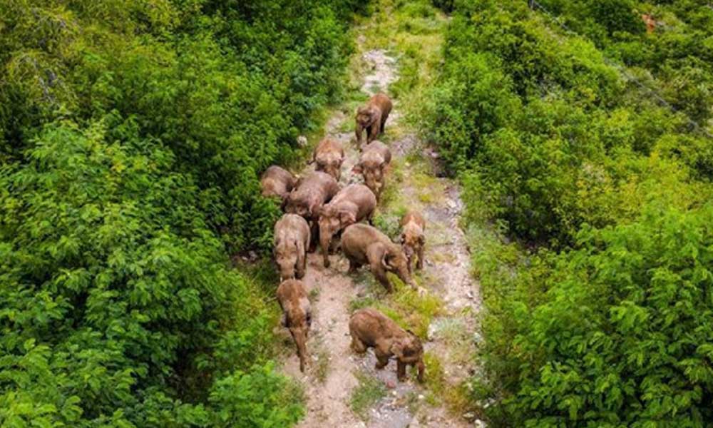 Çin, Asya fillerinin korunmasını daha fazla teşvik edecek – Çin Kültür ...